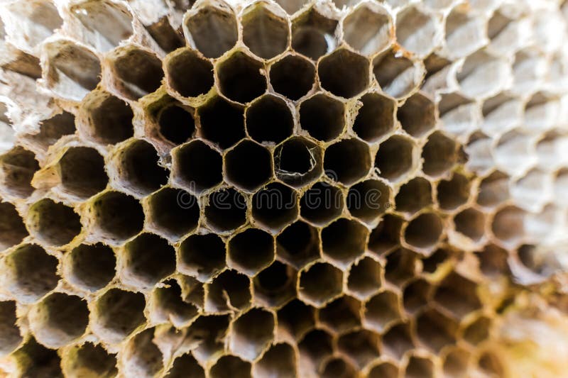 Wasp nest comb. stock photo. Image of flower, arthropod - 362416474