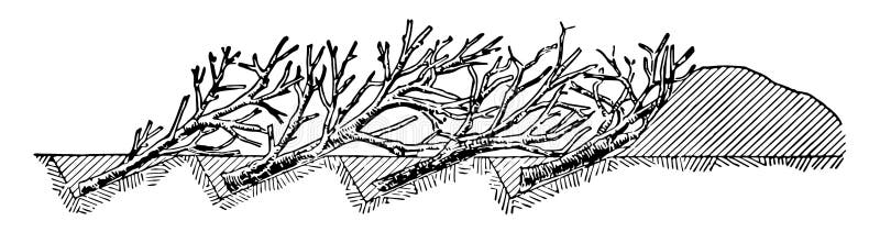 Abatis, Vintage Illustration Stock Vector - Illustration of engraved ...