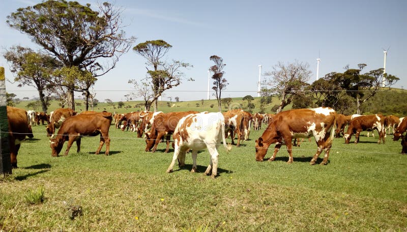 Abawela farm of sri lanka stock photo. Image of travel - 111080828