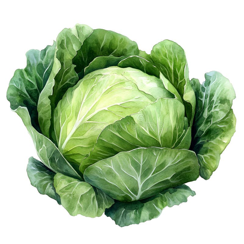 ?abbage clipart isolated stock illustration. Illustration of harvest ...
