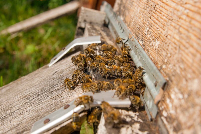 Abbondanza Delle Api All'entrata Dell'alveare in Arnia Fotografia Stock ...