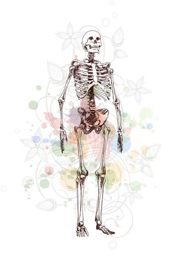 Narvalo Di Scheletro Stilizzato Illustrazione Vettoriale ...