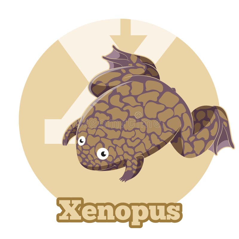 Xenopus Drawing