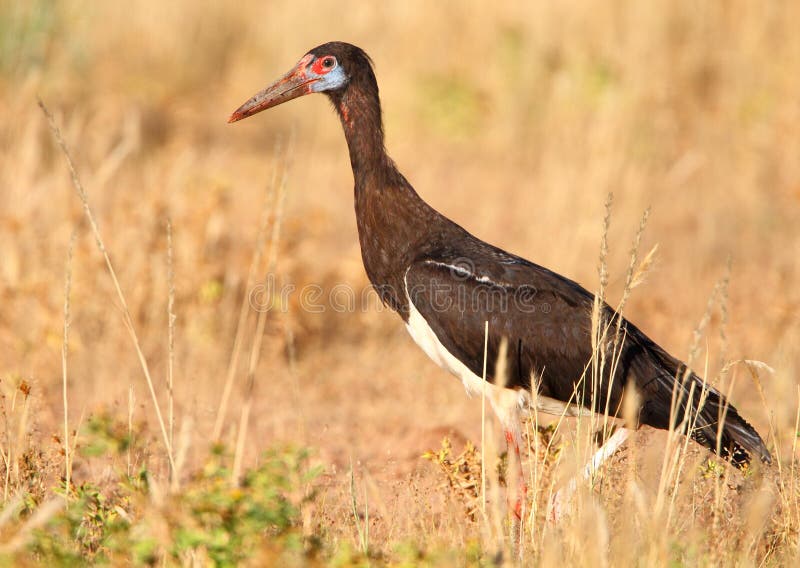 Abdim s Stork stock photo. Image of ciconia, south, white - 13975108