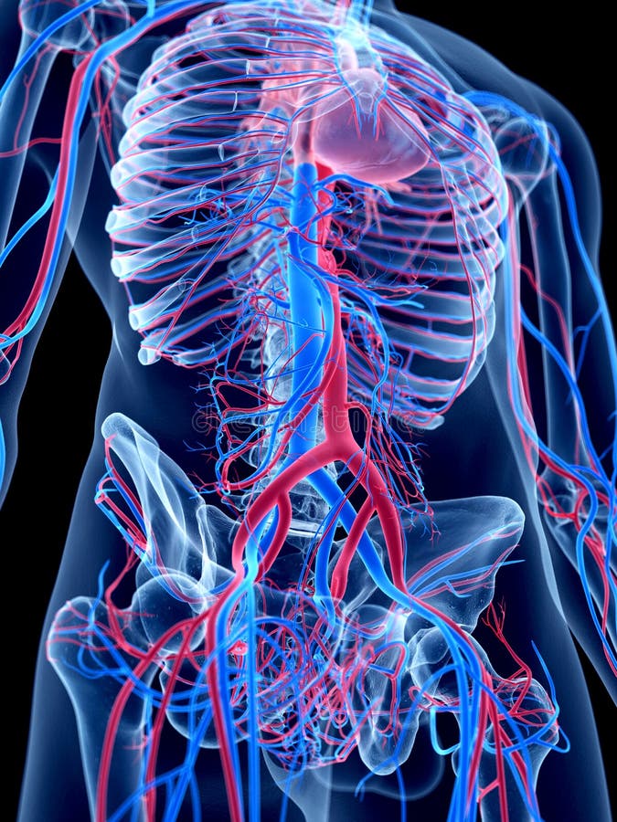 The abdomen stock illustration. Illustration of graphic - 57504804