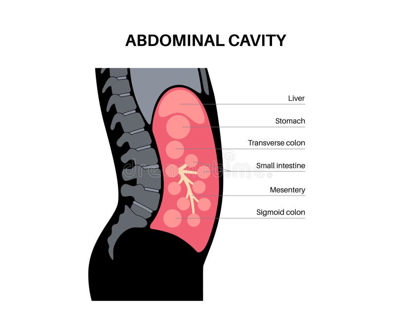 Abdominal cavity anatomy stock vector. Illustration of diaphragm ... Abdominal cavity anatomy stock vector. Illustration of diaphragm ...