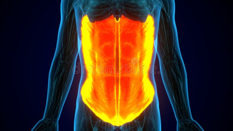 3d Illustration Torso Muscles Abdominal External Oblique Muscle Anatomy ...