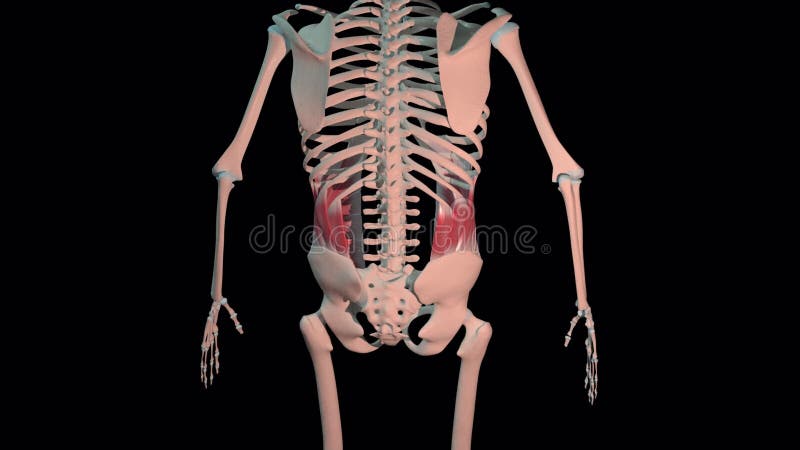 Abdominal Muscles Animation Stock Footage - Video of body, medical ...