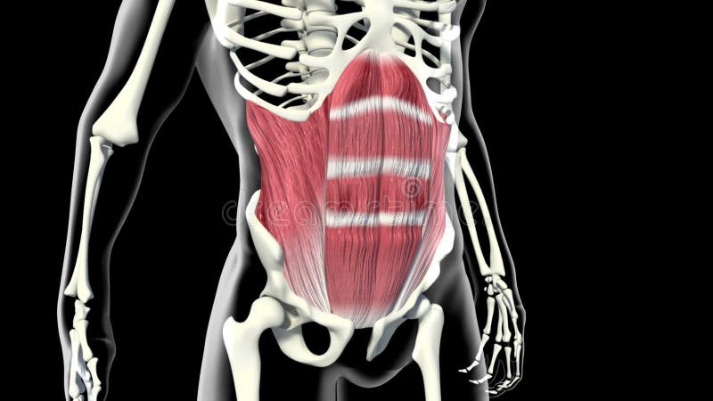 Abdominal Muscles Animation Stock Footage - Video of body, medical ...