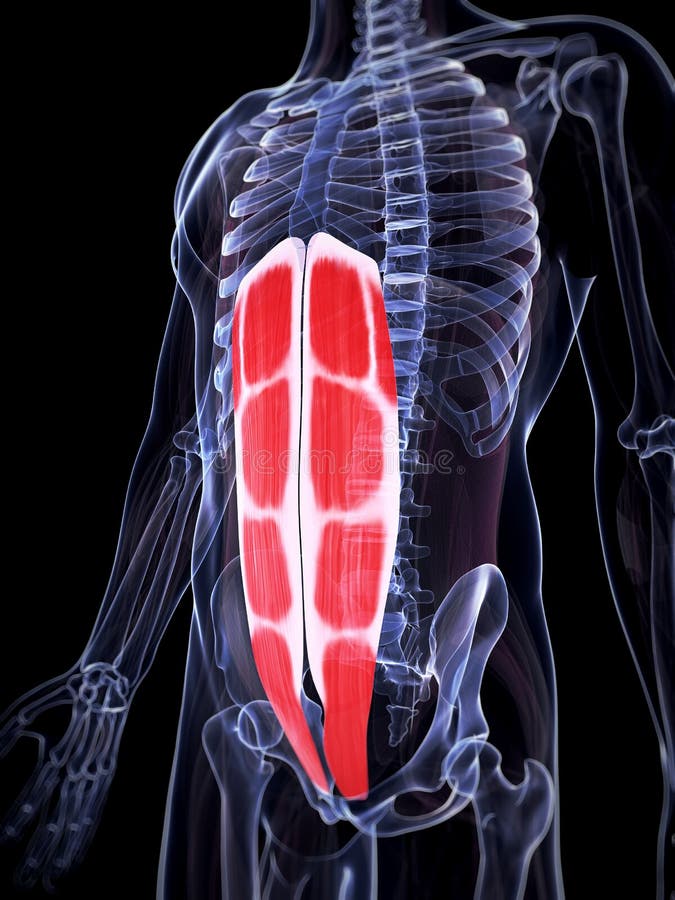 The abdominal muscles stock illustration. Illustration of muscles ...