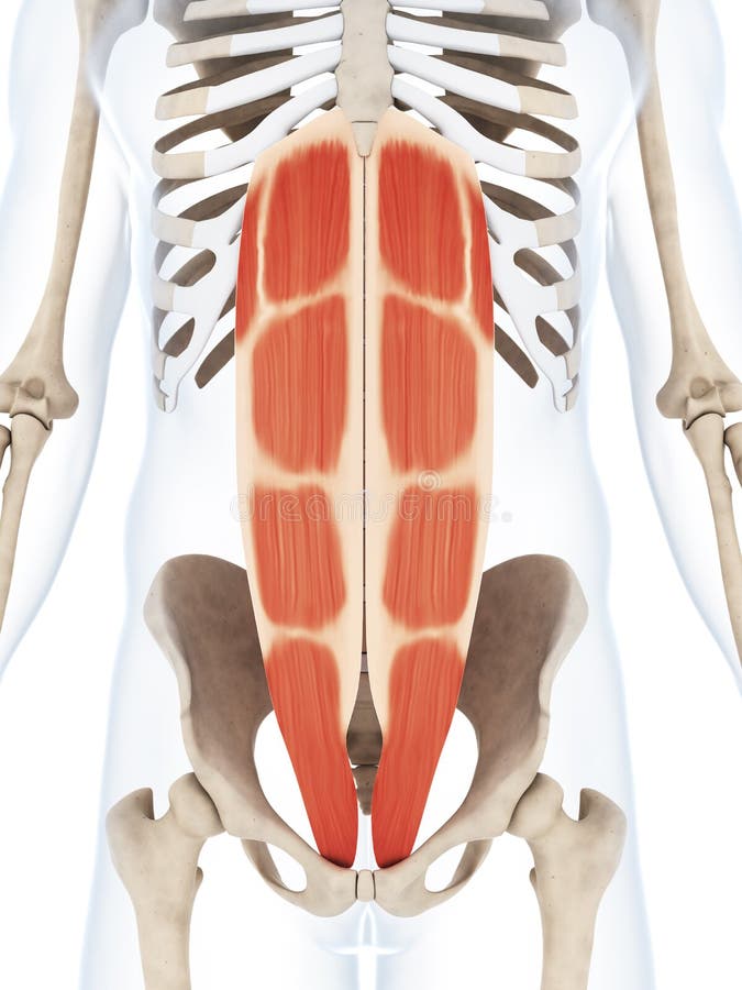 The abdominal muscles stock illustration. Illustration of human - 34164394