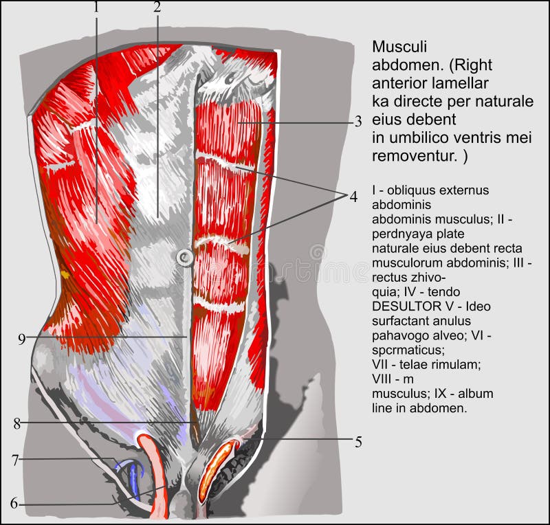 Abdominal muscles stock illustration. Illustration of training - 47356636