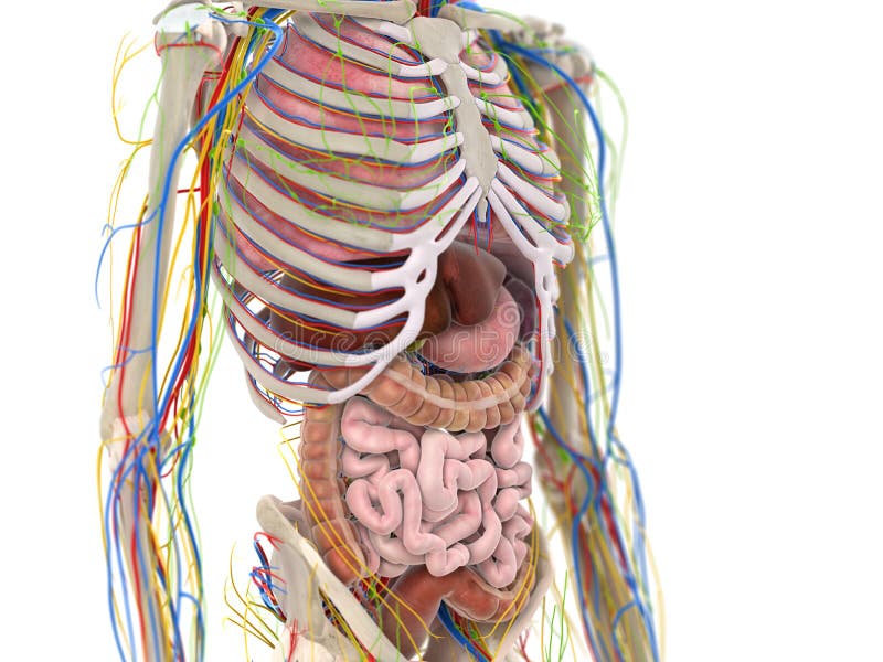 The abdominal organs stock illustration. Illustration of nervous ...
