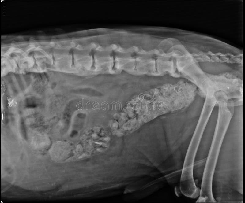 Abdominal X Ray of a Constipated Dog Stock Image - Image of expose ...