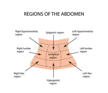 Hypochondrium Stock Illustrations – 4 Hypochondrium Stock Illustrations ...