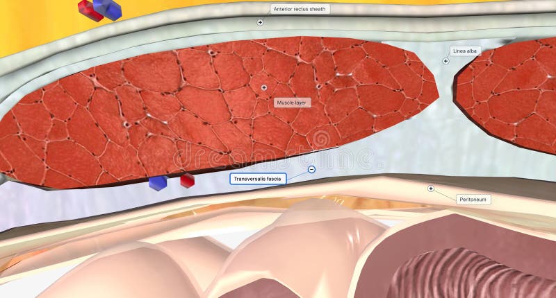 The Abdominal Wall is Made Up of a Set of Layered Structures that ...