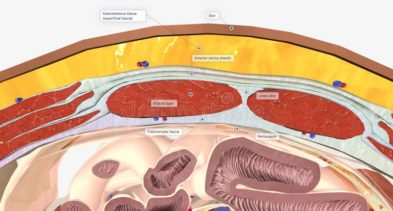 The Abdominal Wall is Made Up of a Set of Layered Structures that ...