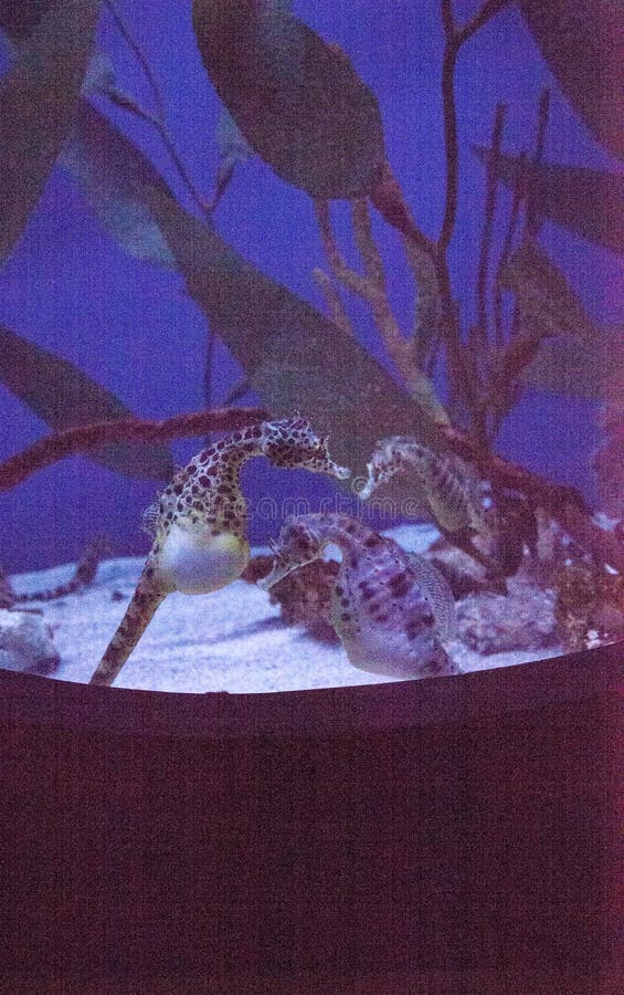 Abdominalis Barrigones Del Hipocampo Del Seahorse Foto de archivo ...