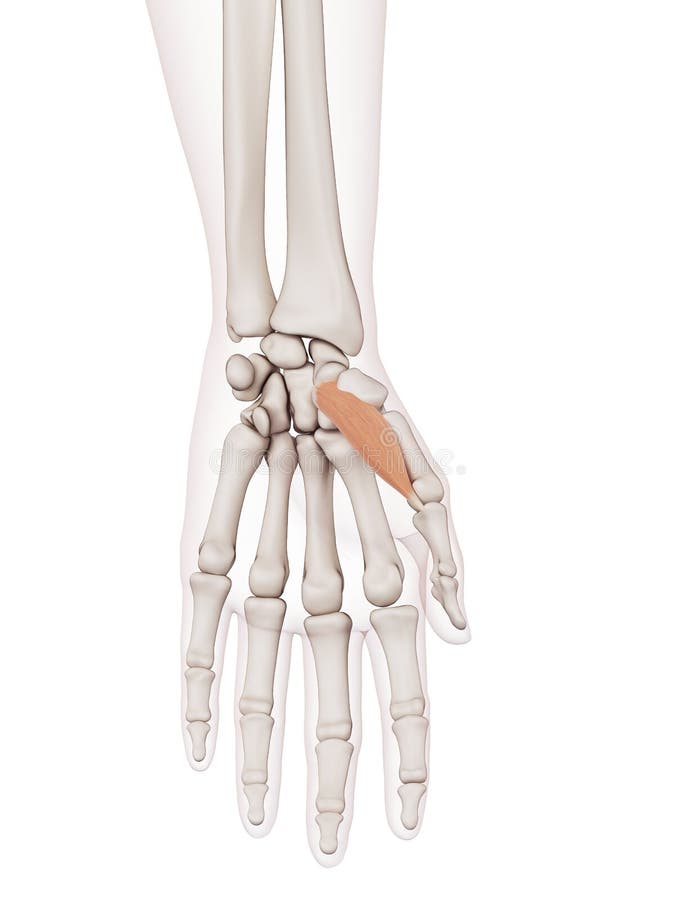 The Abductor Pollicis Brevis Stock Illustration - Illustration of ...