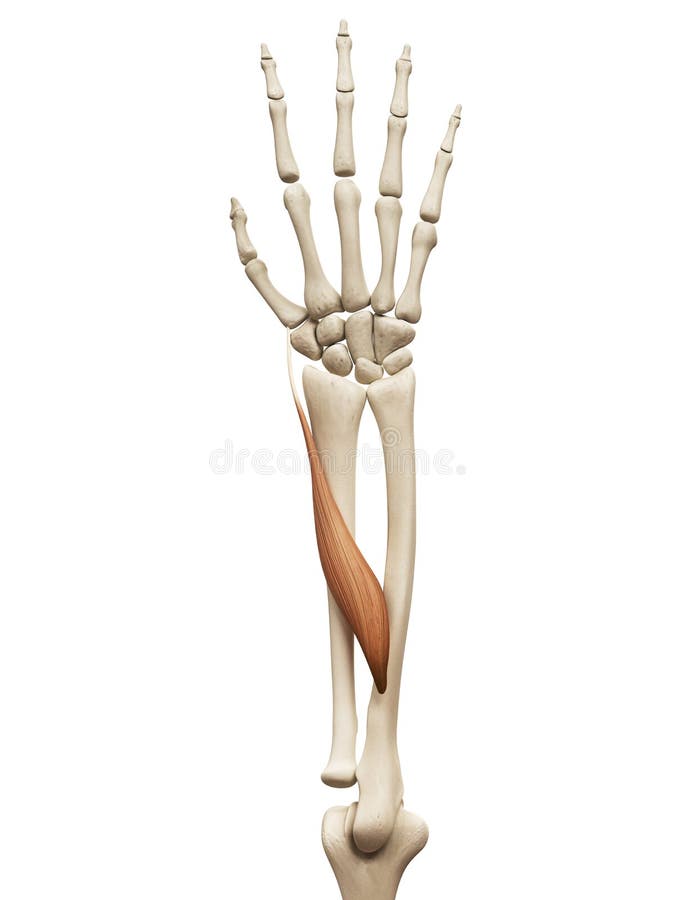 The Abductor Pollicis Longus Stock Illustration - Illustration of ...