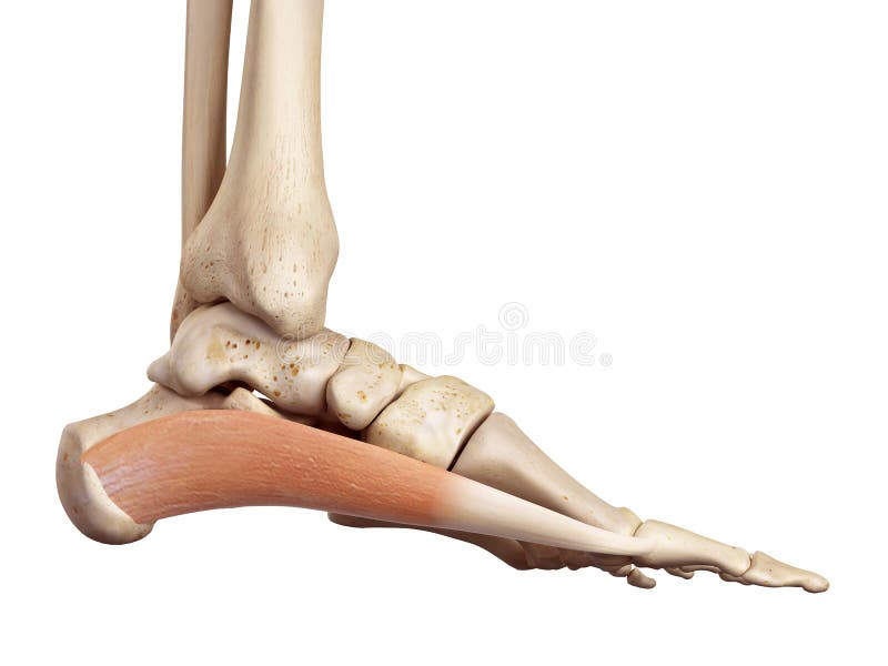 The abductus hallucis stock illustration. Illustration of bone - 56286195