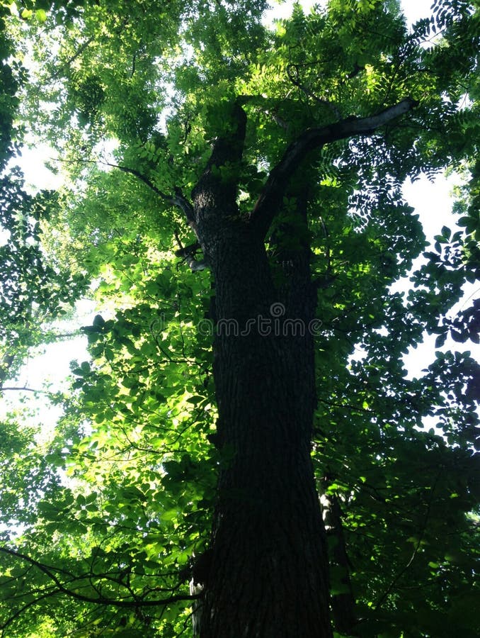 Abe Tree stock photo. Image of garden, memorial, lincoln - 97808452