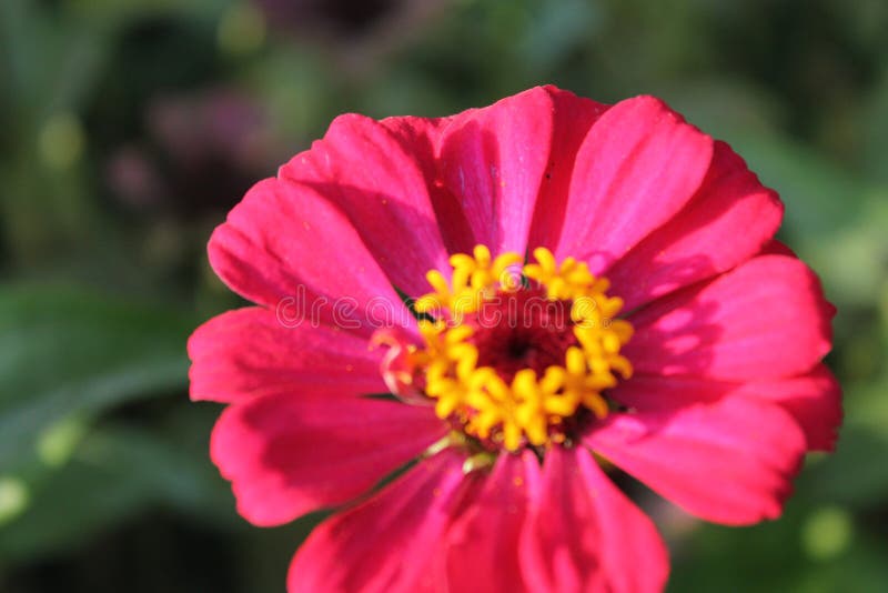 Xenia Flower Stock Photos - Free & Royalty-Free Stock Photos from ...