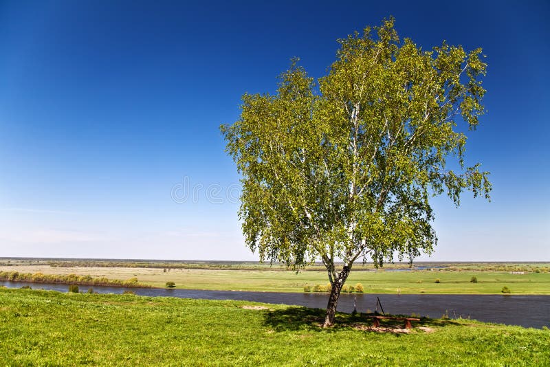 Abedul foto de archivo. Imagen de charca, paisaje, banco - 20891398