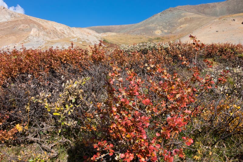 Abedul Y Crowberry Enanos En El ártico En Verano, Noruega Foto de ...
