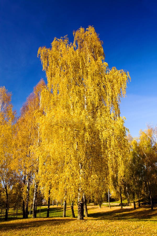 Abedul foto de archivo. Imagen de cielo, italia, planta - 21046044