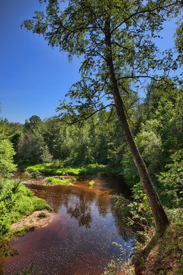 Abedul Por Riverhttp://web Dreamstime COM/oms_bulk ¿PHP? Pg=5#row10 ...