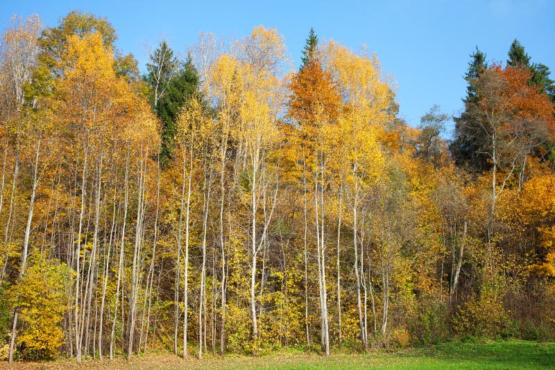 Abedules amarillos. foto de archivo. Imagen de hoja, rural - 35305286