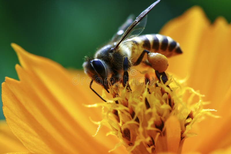 ABEILLE photo stock. Image du abeille - 4424428