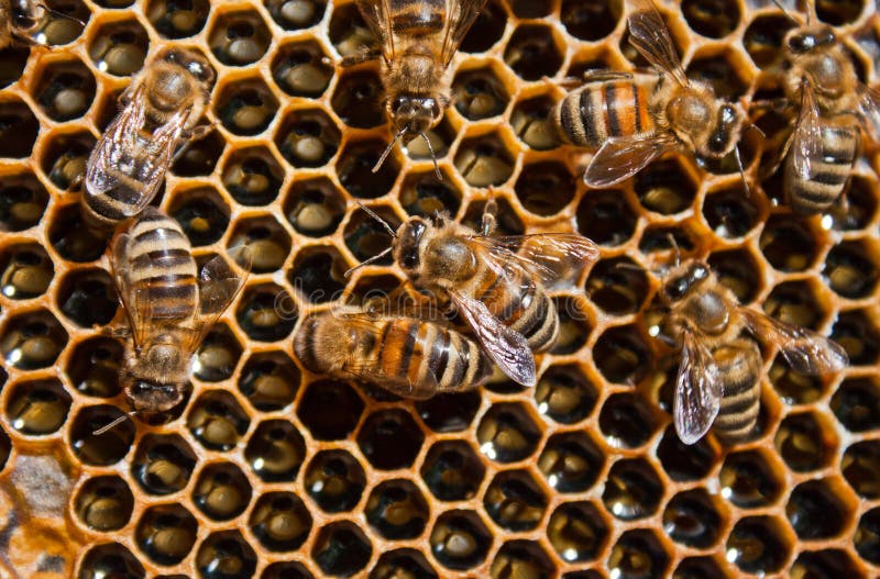 Abeille de miel photo stock. Image du couleur, abeille - 20340676