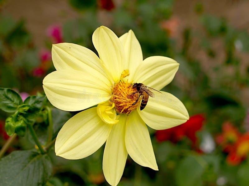 Abeille sur la fleur image stock. Image du fleuraison, animal - 768473