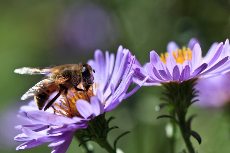 Abeille Sur Une Fleur Violette Photo stock - Image du violette, été ...