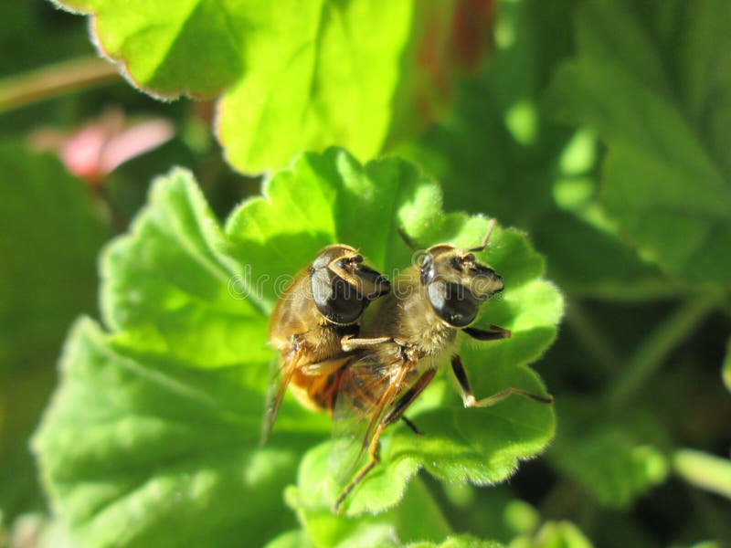 Accouplement d'abeilles image stock. Image du cheveu - 43867225
