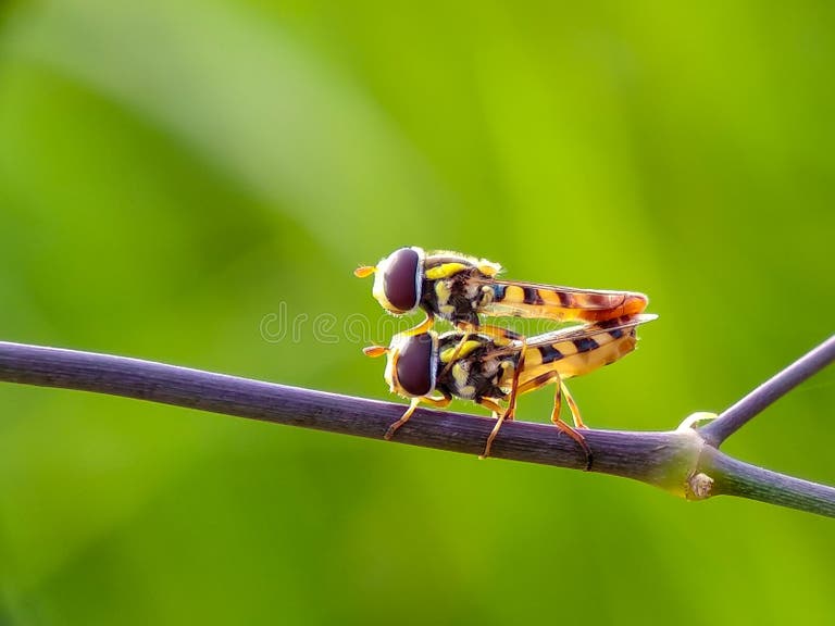 Abeilles De Accouplement Sur Des Branches Photo stock - Image du animal ...