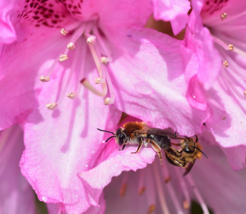 Abeilles Solitaires De Accouplement Image stock - Image du accouplement ...