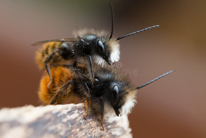Abeilles Solitaires De Accouplement Image stock - Image du insecte ...