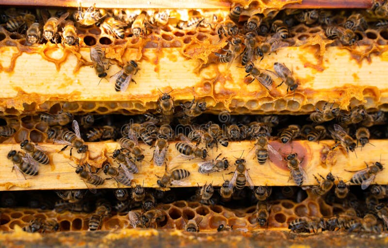Abeilles Sur Un Cadre Dans Une Ruche Image stock - Image du occupé ...