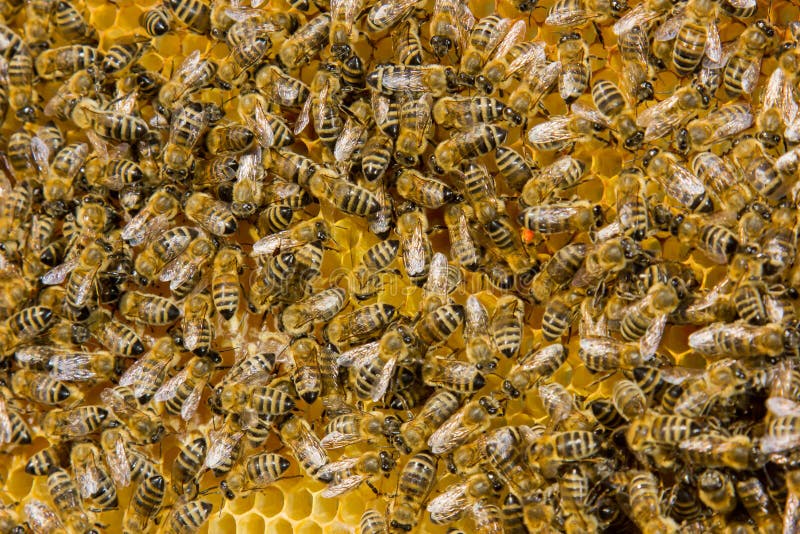 Abeilles sur une ruche image stock. Image du habitat - 38061171