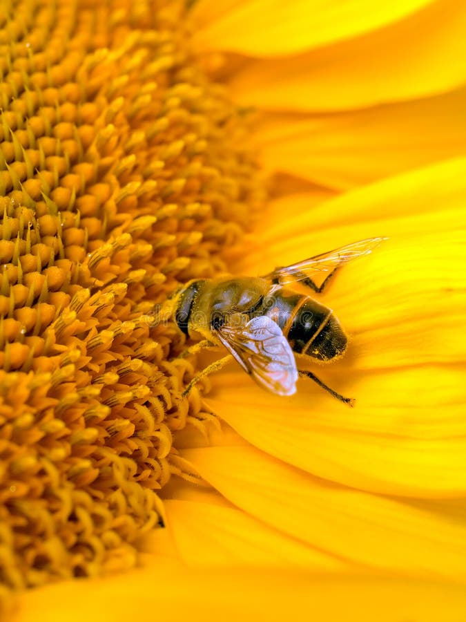 Abeja. foto de archivo. Imagen de travieso, cubo, detalle - 10385674