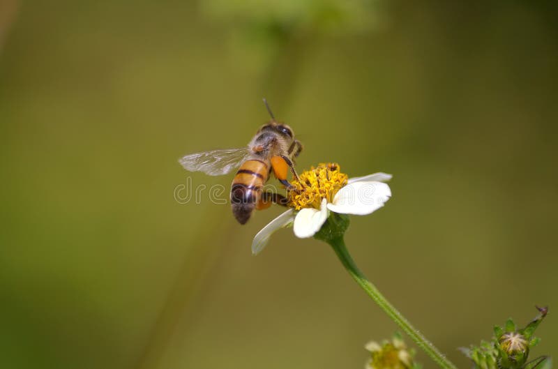 Abeja foto de archivo. Imagen de cubo, apiarista, animal - 1480736