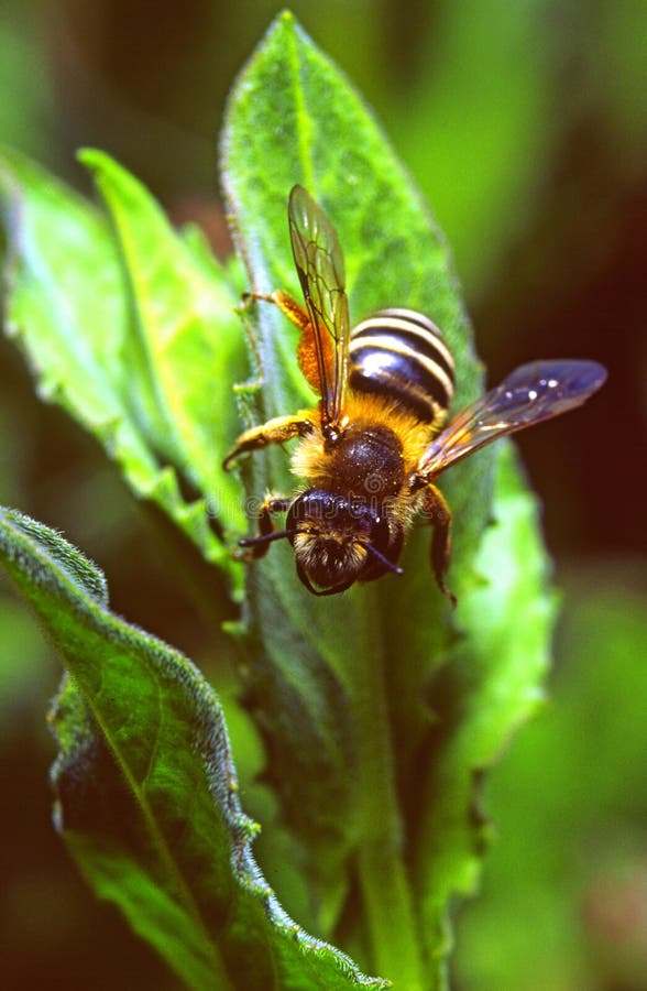 Abeja foto de archivo. Imagen de animal, hierba, color - 2209486