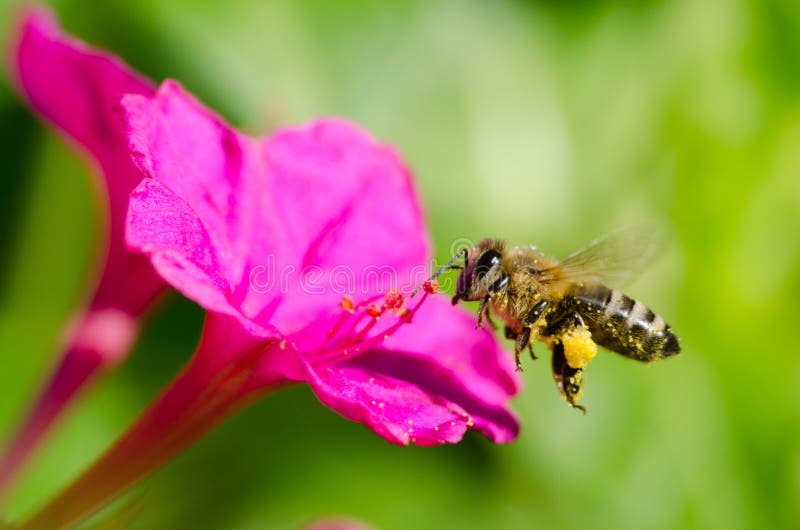 Abeja En Una Abeja De La Flor En Una Flor Foto de archivo - Imagen de ...