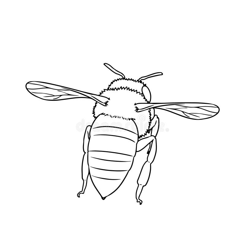 Vector Drawing of a Bee in Black and White Stock Vector - Illustration ...