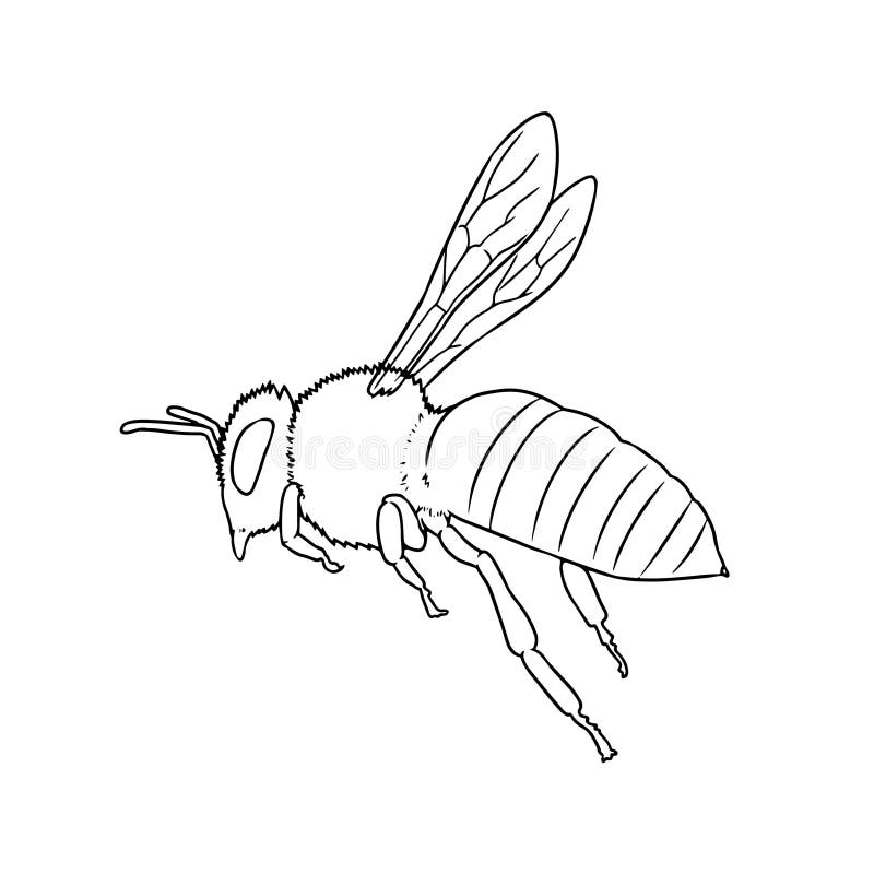 Vector Drawing of a Bee in Black and White Stock Vector - Illustration ...