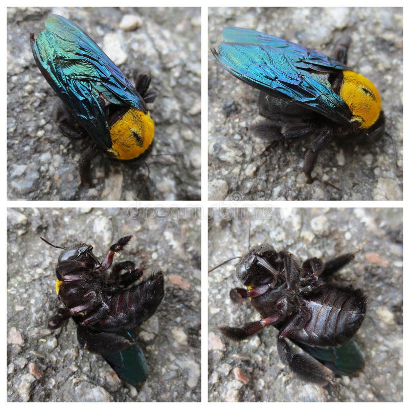 791 Collage De Las Abejas Fotos - Libres de Derechos y Gratuitas de ...