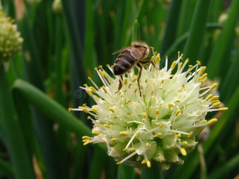 Abeja foto de archivo. Imagen de abigarrado, macro, abeja - 5568724